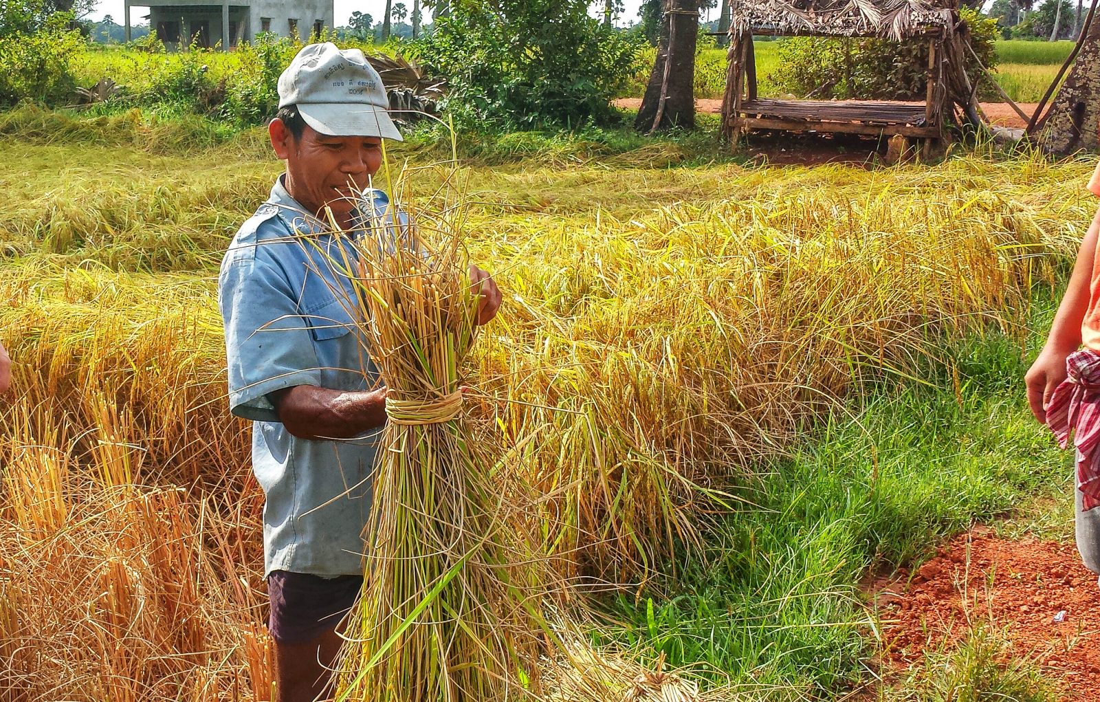 A Day in the Life of a Cambodian Rice Farmer - Just a Pack