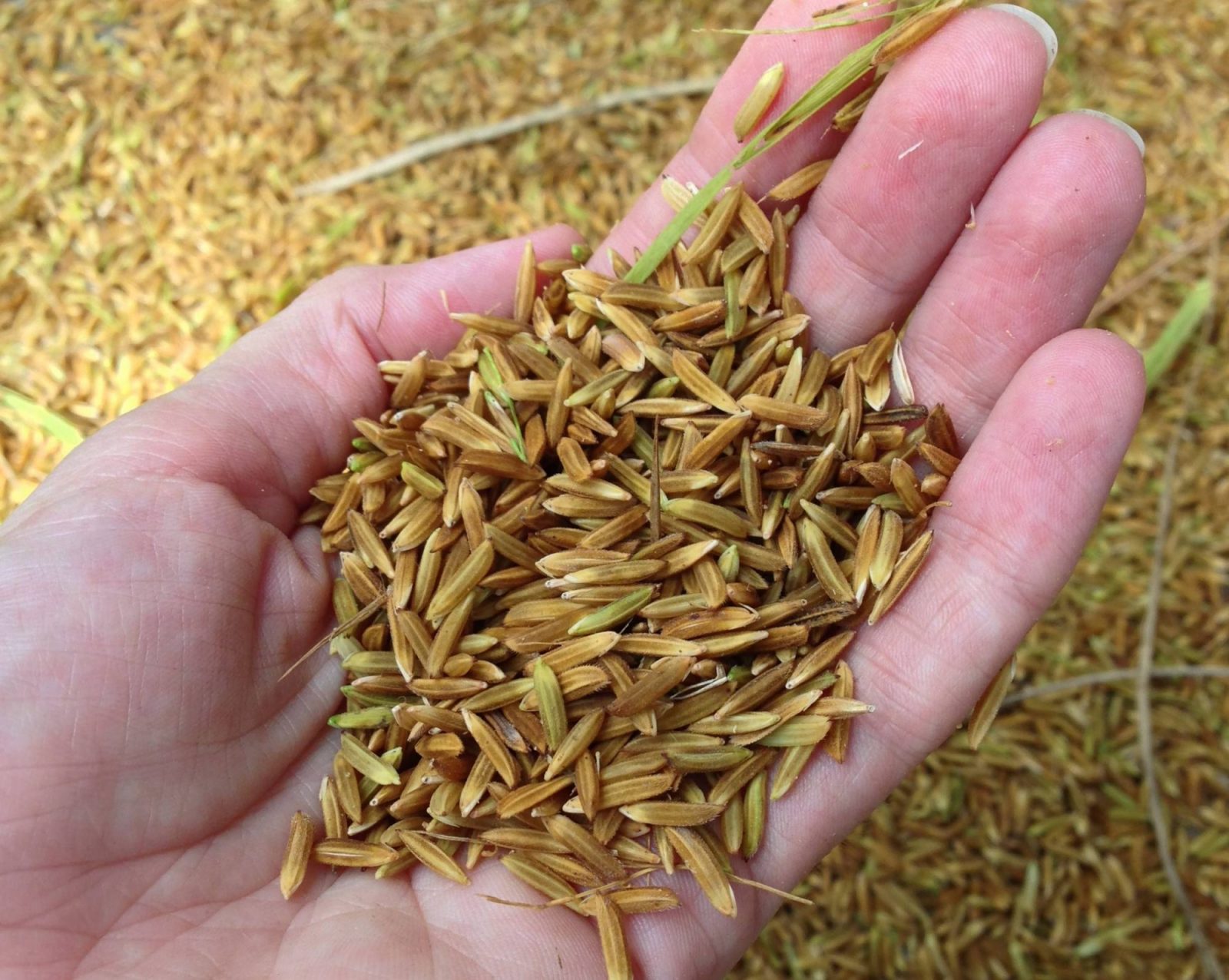 A Day in the Life of a Cambodian Rice Farmer - Just a Pack