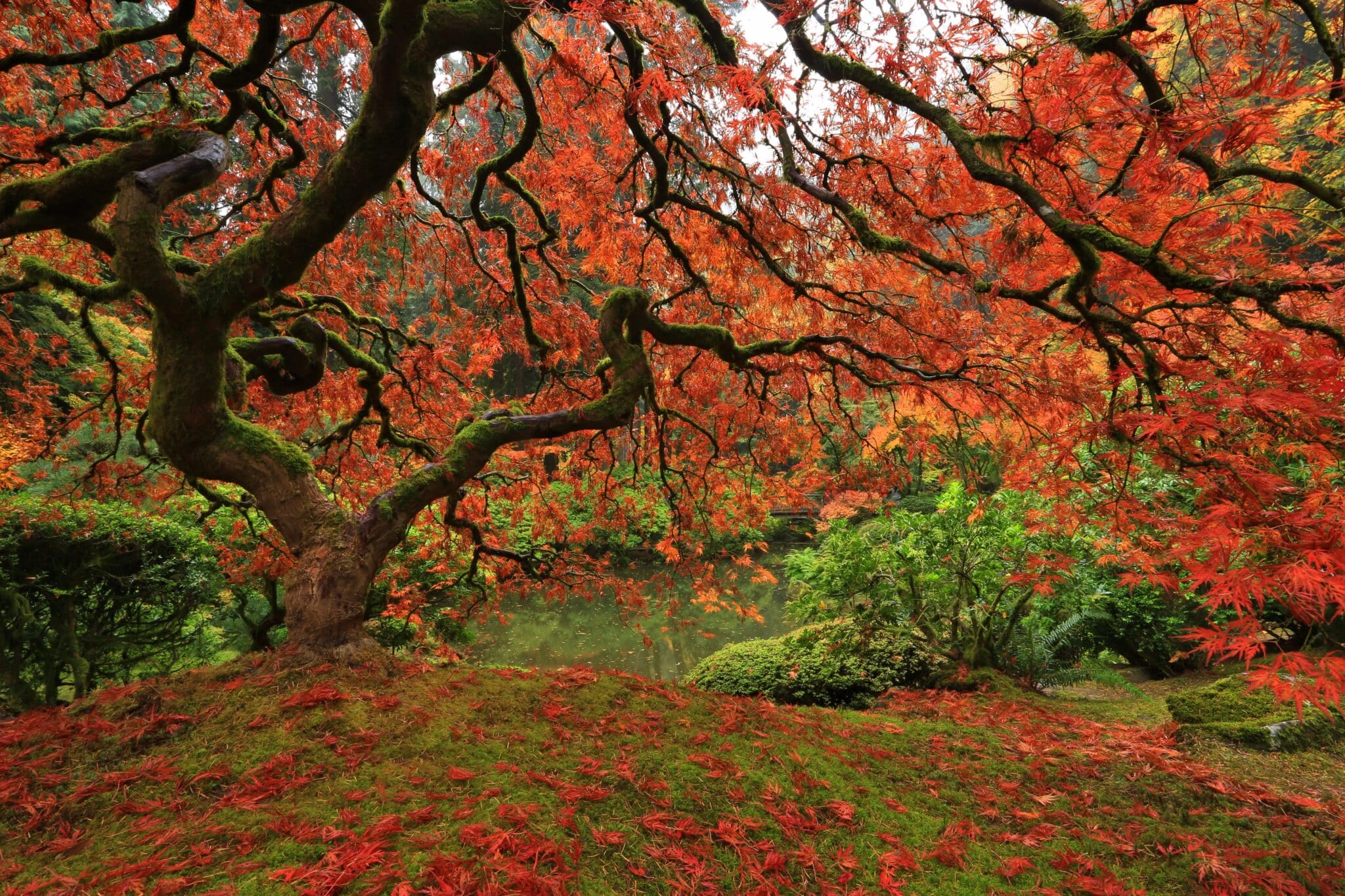 25+ Incredible Things to Do in Portland Oregon